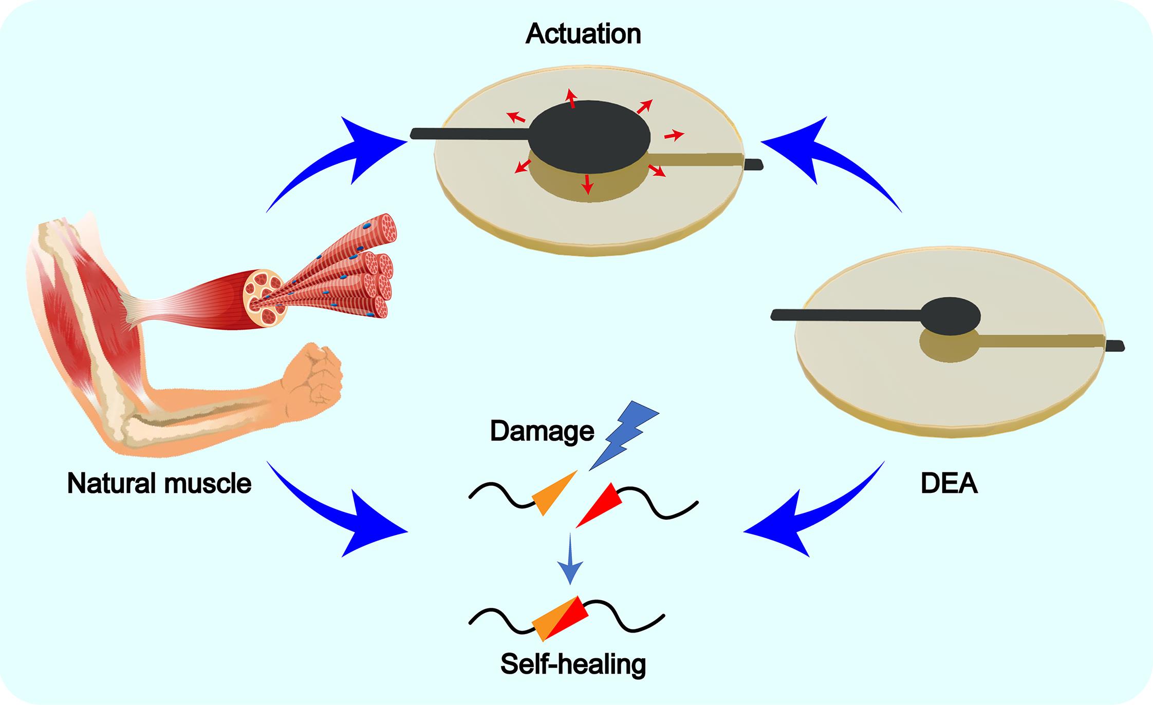 Acta Polymerica Sinica